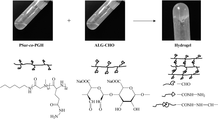 基于聚肽和海藻酸钠自交联水凝胶的制备与表征