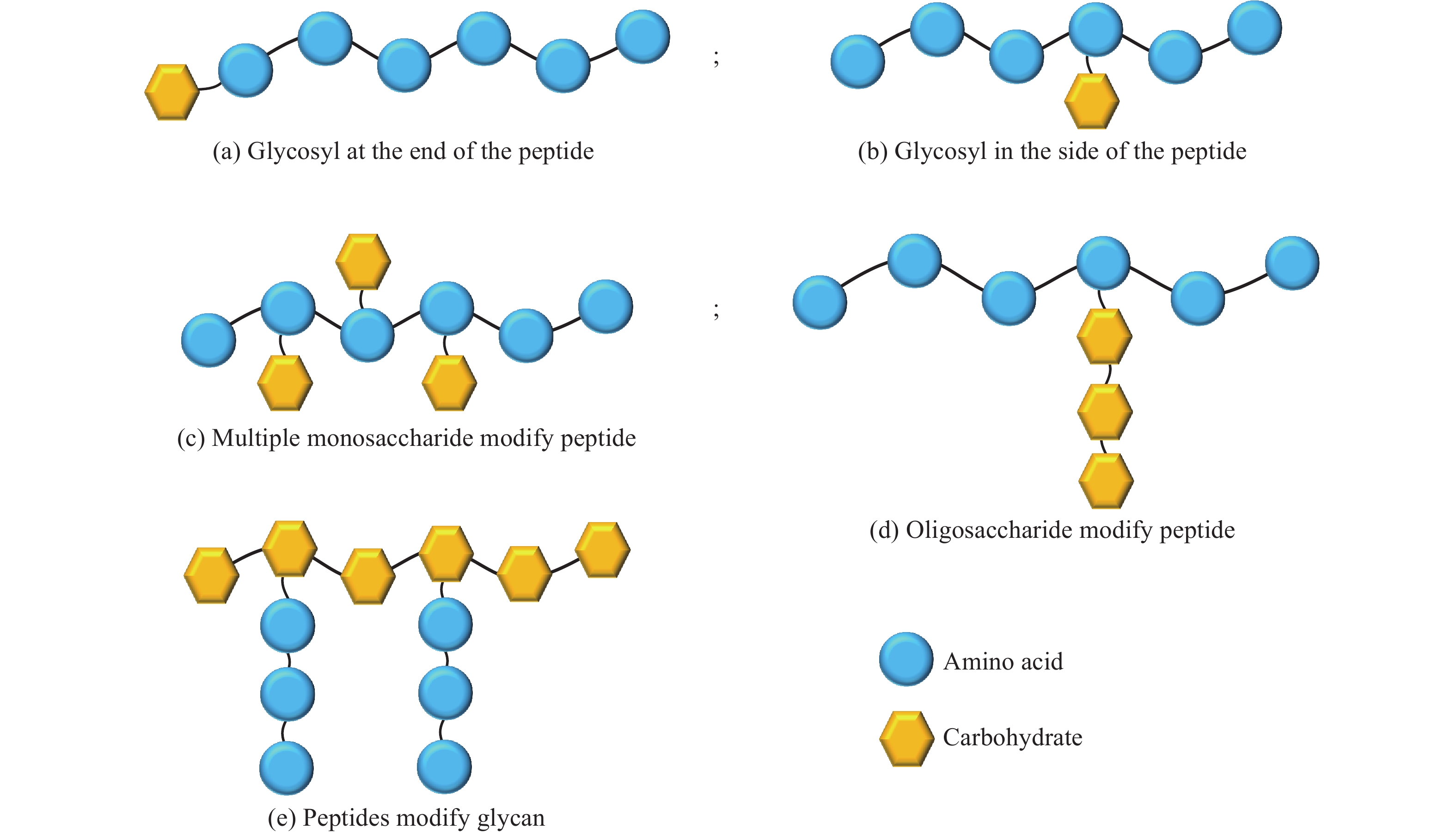 糖肽高分子材料及生物医学应用