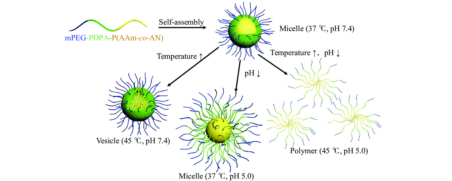 双重敏感mPEG-PDPA-P(AAm- co -AN)聚合物自组装体的药物递送