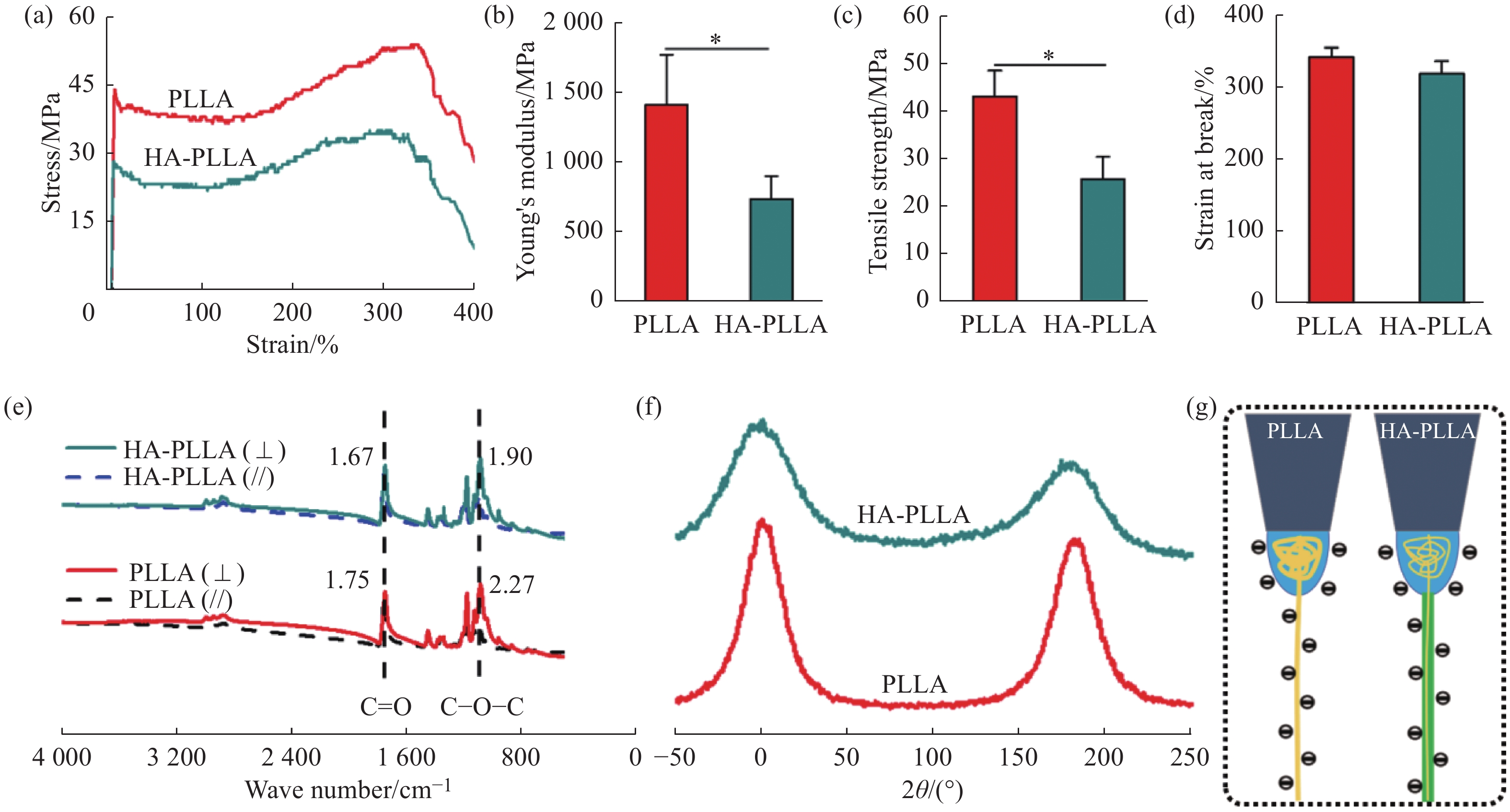 透明质酸功能修饰聚乳酸取向超细纤维促进血管平滑肌细胞的迁移