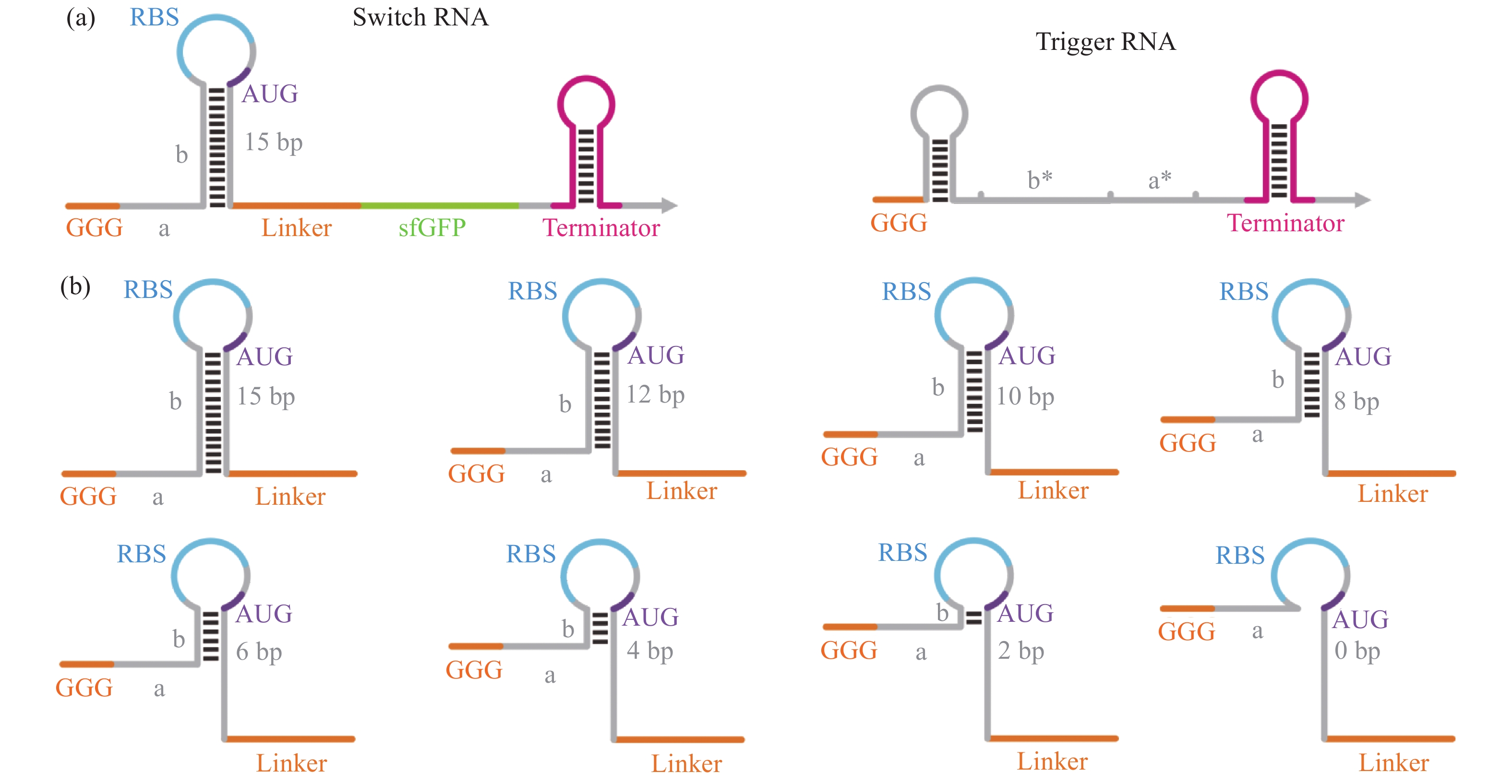 Toehold开关调控的大肠杆菌基因表达体系