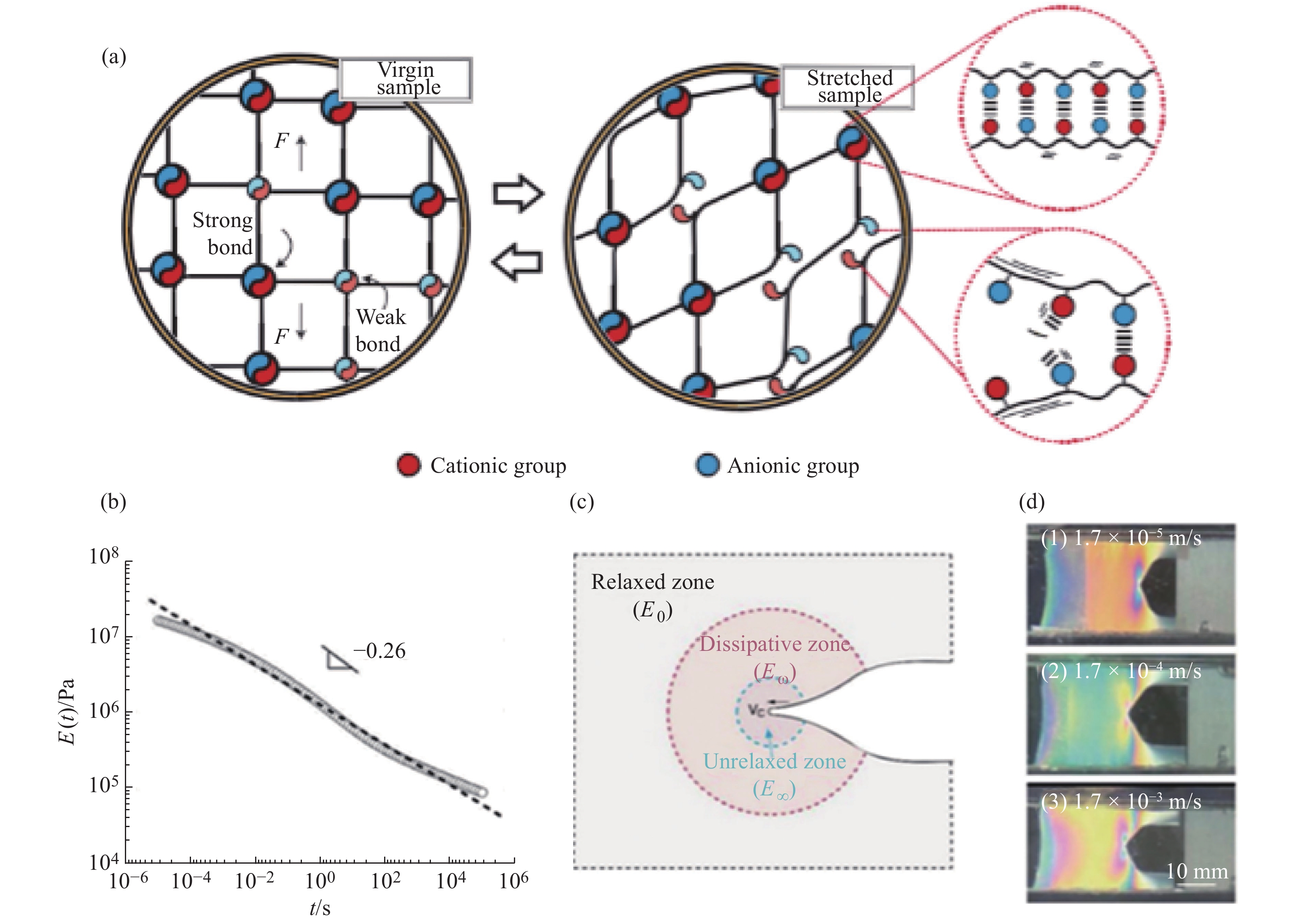 Deformation and Fracture Behavior of Strong and Tough Hydrogels